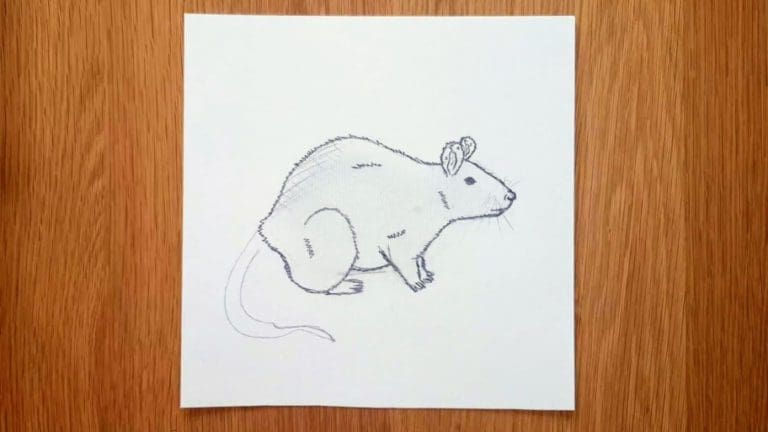 How To Draw A Rat Step By Step - 16 Easy Steps!