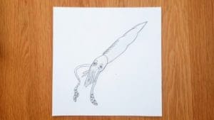 How To Draw A Squid Step By Step - 9 Easy Steps!
