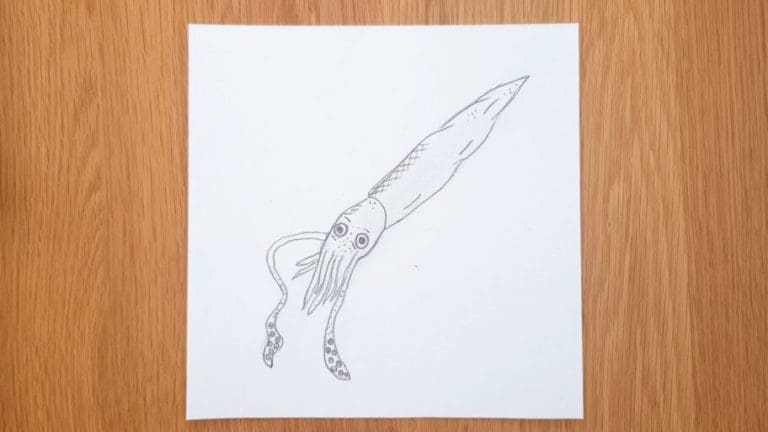 How To Draw A Squid Step By Step - 9 Easy Steps!