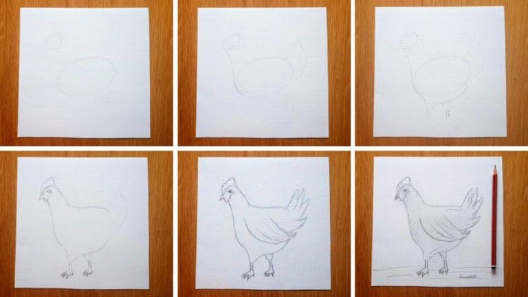How To Draw A Hen Step By Step - 16 Easy Steps!