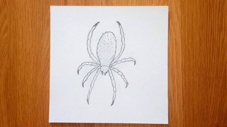 How To Draw A Spider Step By Step - 11 Easy Steps!